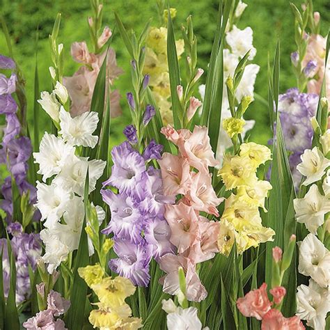 20 X Gladiolus Grandiflora Pastel Mix Spectacular Flower Spikes