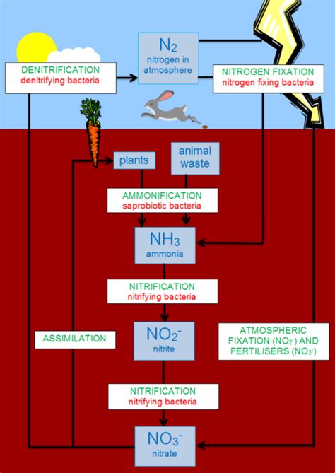 Nitrogen Cycle Steps Factories Underfoot Salish Magazine