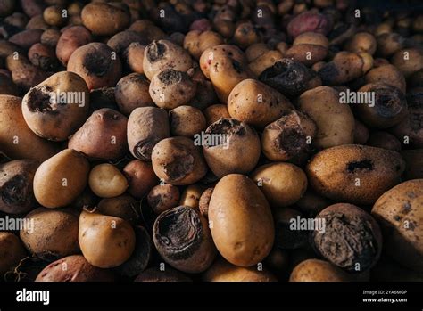 Bad Spoiled Potatoes Wireworm Eaten Unhealthy Vegetables Rotten