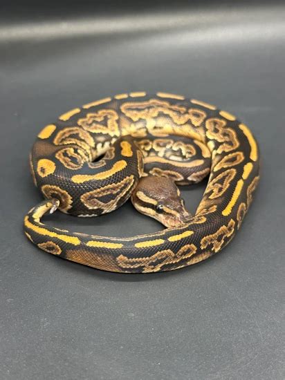 🔥no Reserve🔥 Cinnamon 100 Het Clown 100 Het Pied Ball Python By Asr
