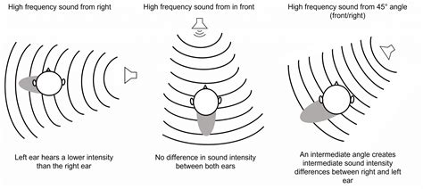 Auditory System Central Processing Introduction To Neuroscience