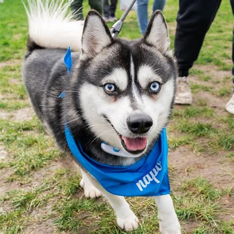 Louisa The Vet On Ear Cropping On Dogs And Why Its So Bad Napo Pet
