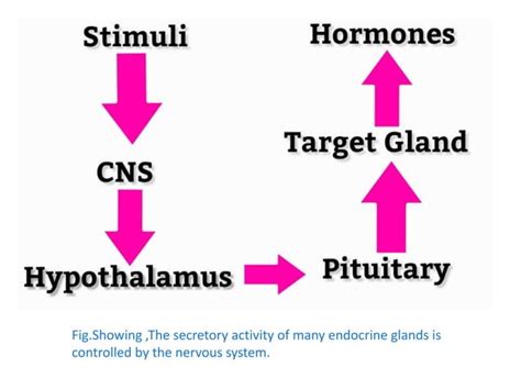 Neuroendocrine System And Neurosecretion Pptx
