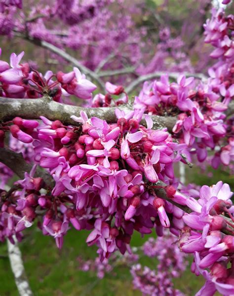 Cercis Siliquastrum Trees And Shrubs Online