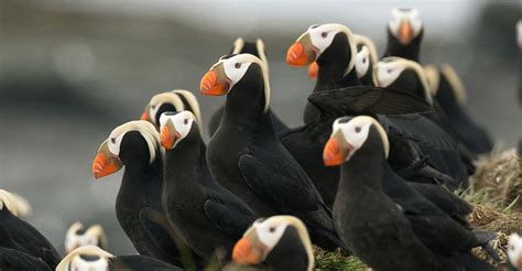 Hundreds Of Puffins Washed Up Dead On An Alaskan Beach The Atlantic