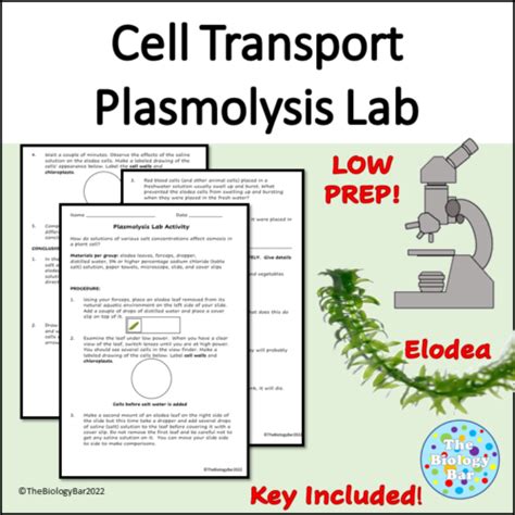 Cell Transport Plasmolysis Lab Made By Teachers