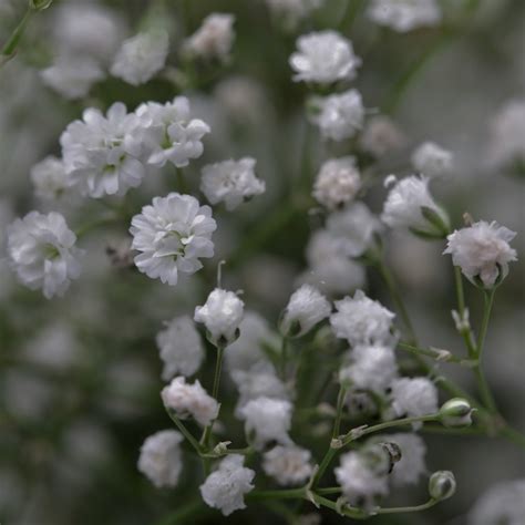 Velo De Novia Gypsophila Paniculata L
