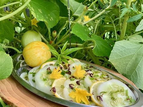 Do Lemon Cucumbers Like Sun Or Shade Understanding Their Light Requir