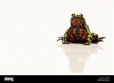 Chinese Fire Bellied Toad Oriental Fire Bellied Toad Bombina