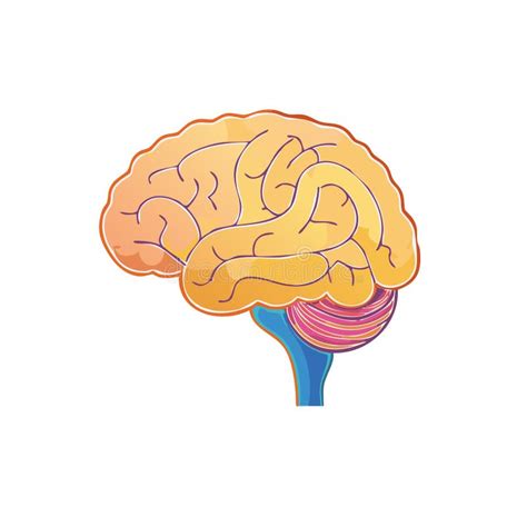 Illustration Of A Colorful Human Brain Anatomy Side View Stock Vector Illustration Of Mind