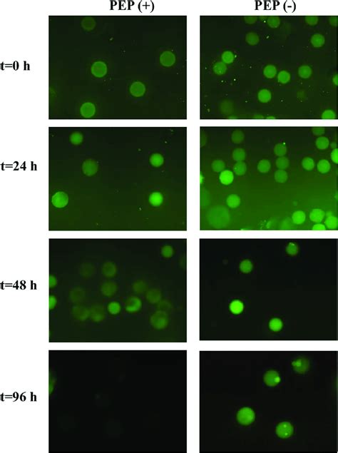 Detection Of Glutenase Activity In Microencapsulated Bacteria Download Scientific Diagram