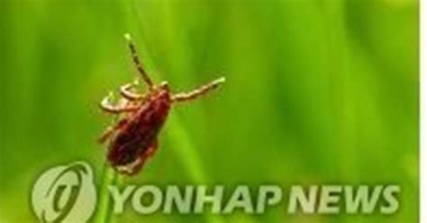 야생진드기에 물린 20대 남성 사망충남서만 올해 5명 숨져