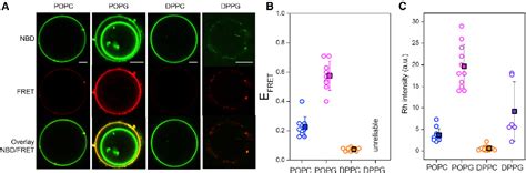 Figure 1 From Efﬁcient Liposome Fusion To Phase Separated Giant