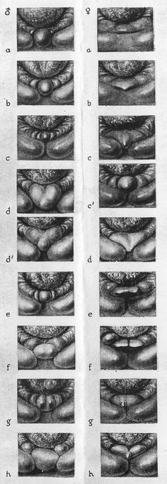 8 Hatching Eggs At Home Ideas Chickens Backyard Raising Chickens