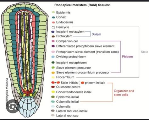 Ncert Cbse Class 9th Biology Chapter 6 Tissue Artofit