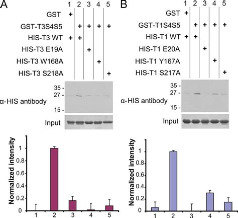Gst Pull Down Assays Of M4 M5 Linker And Ip 3 R Sup Proteins