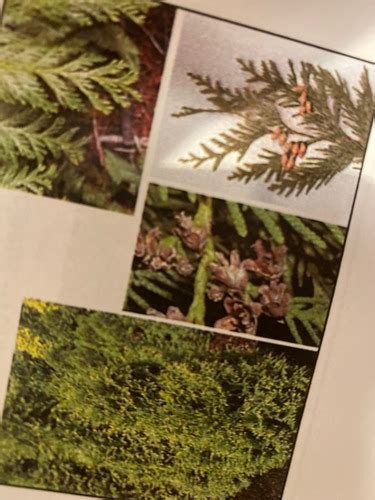 Plant Ident 8 Flashcards Quizlet