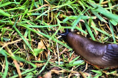 Premium Photo High Angle View Of Slug On Field