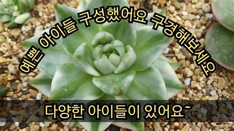 8월 30일 경산 키메라 마리아 엘크혼 등 다양한 아이들 구경해보세요~ 다육 다육식물 다육이 다육이키우기 다육이금 금다육 금다육이 마리아금 Youtube