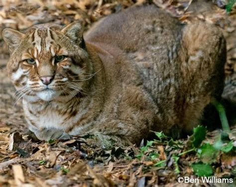Asiatic Golden Cat Facts