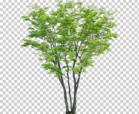 Portable Network Graphics Tree Psd Adobe Photoshop File Format PNG Clipart Architectural