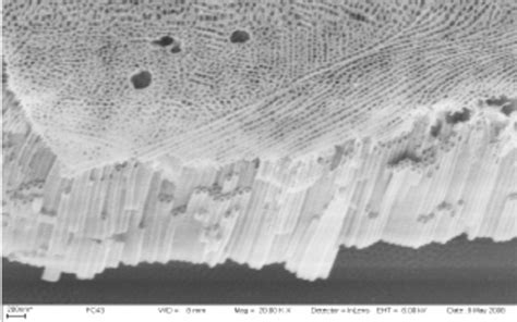 Sem Micrograph Of The Tio 2 Nanotubes Download Scientific Diagram