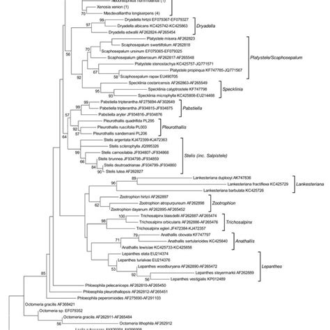 Bootstrap Consensus Phylogenetic Tree Inferred From The Matk Data Set