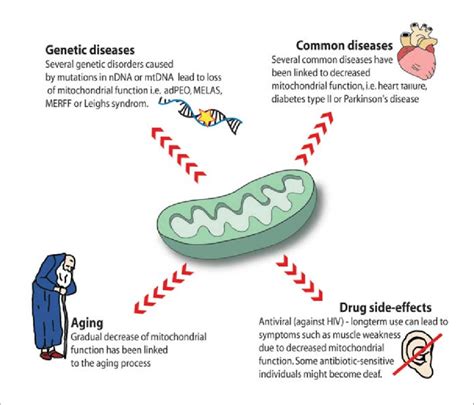 Mitochondrial Dysfunction Is Associated To Different Diseases As Well Download Scientific
