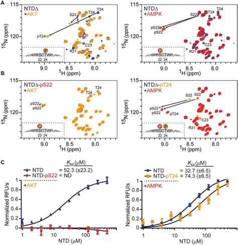 Ampk And Akt Protein Kinases Hierarchically Phosphorylate The N Terminus Of The Foxo1