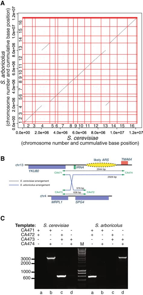 Identification Of A Single Reciprocal Translocation A Dot Plot Download Scientific Diagram