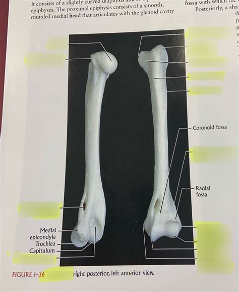 Humerus Lab Practicum Diagram Quizlet