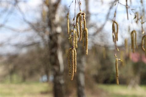 Birch Spores Pollen Free Photo On Pixabay