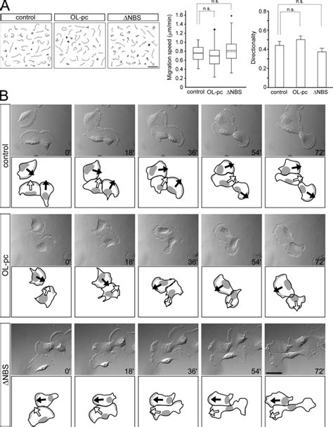 OL Pc Has No Effect On Single Cell Migration But Does Affect Download Scientific Diagram