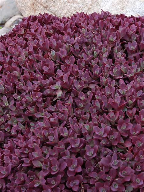 Sedum Sunsparkler Firecracker Horlings Plants
