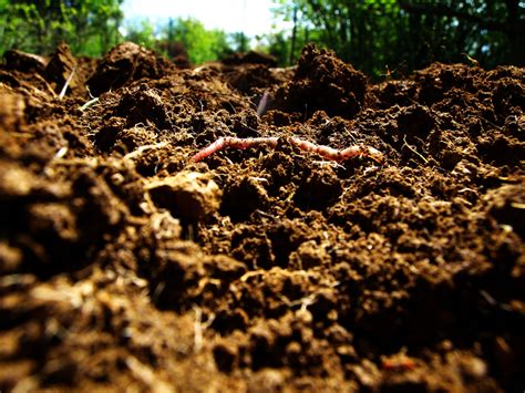 5 Benefits Of Worm Castings For Indoor Plants Food Gardening Network