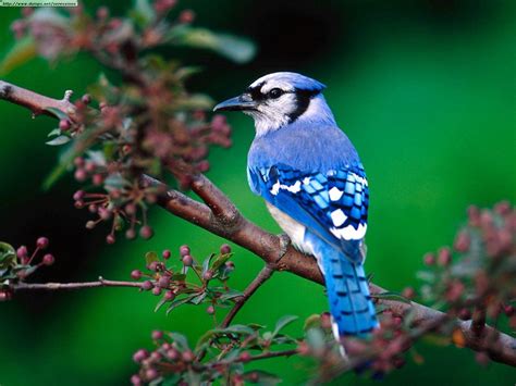 Blue Jay Wallpapers Wallpaper Cave