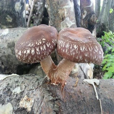 Shiitake Mushrooms Spawn Seeds Darazpk