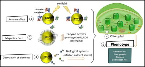 Schematic Representation Of Mnp Induced Growth Enhancement 1 Mnps