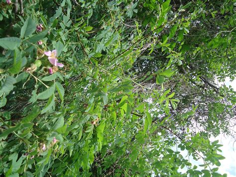 Лекарственные растения и многое другое из Горного Алтая снадобья МУМИЁ ЛЕКАРСТВО ПРОТИВ