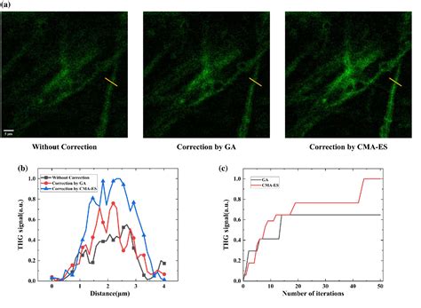 Figure 1 From Aberration Correction For Multiphoton Microscopy Using Covariance Matrix