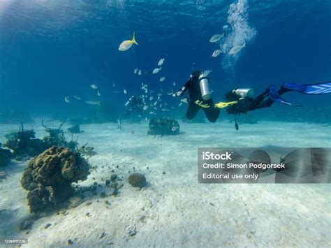 여름에 는 푸른 얕은 바다 물에 화려한 열대 물고기와 함께 수영 하는 세 스쿠버 다이버 낮에 대한 스톡 사진 및 기타 이미지 낮 다이빙 장비 대양저 Istock