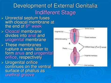 Differentiation Of The Female External Genitalia Stages