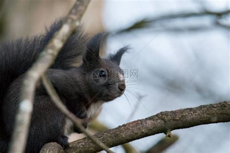 欧洲棕松鼠冬季大衣在高清图片下载 正版图片504396159 摄图网
