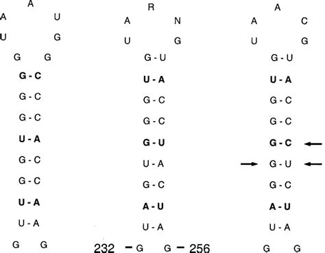 Signature Sequence And Specific Differences In The Region 232256 Of Download Scientific