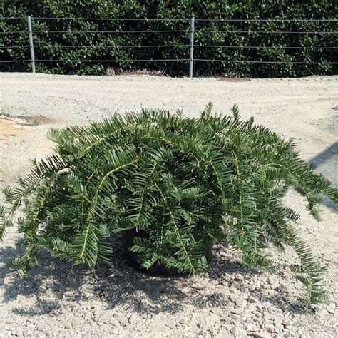 Japanese Plum Yew Prostrata