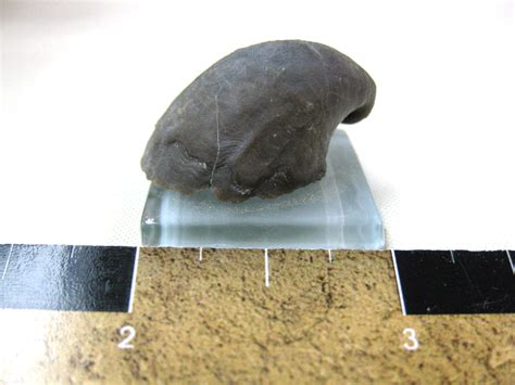 Indiana Platyceras Gastropod 2 Fossils For Sale