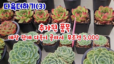 다육더하기3 다육이 군생 외두 1만원이하는 무조건 5000원 입니다 Youtube