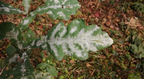 Combattez Loïdium Explication Traitement Prévention