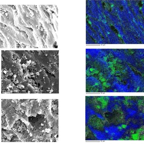 the sem image and elemental mapping analysis results for a 2 fe c download scientific
