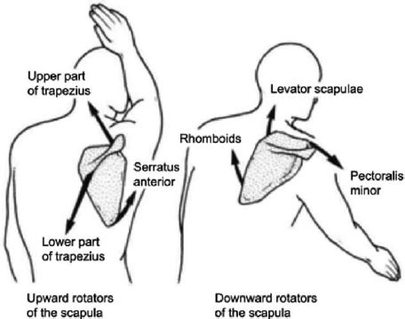 Assessing Scapular Rotation For Pull Ups